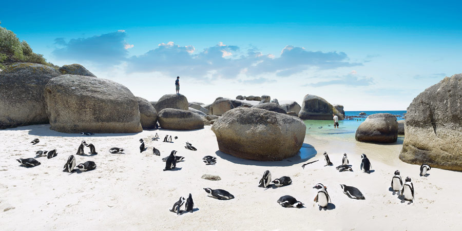 Boulder Bay Penguins Train Holidays | Great Rail Journeys