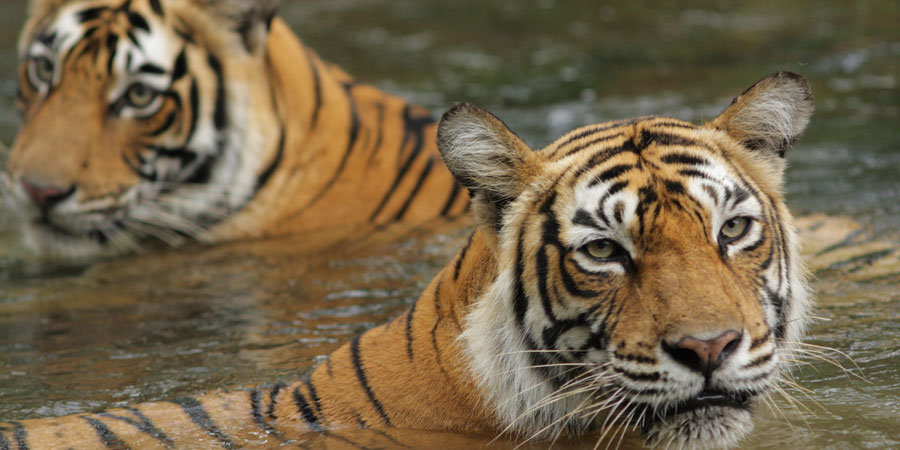 Chitwan Train Holidays & Rail Tours | Great Rail Journeys