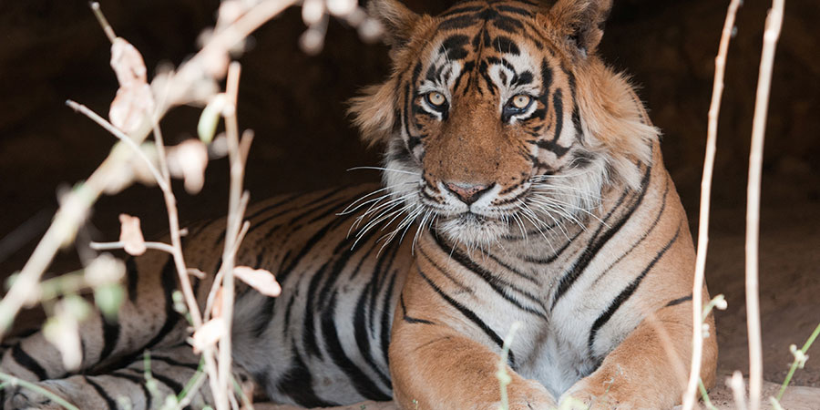 The Maharaja Express - Golden Triangle & Tigers | Great Rail Journeys