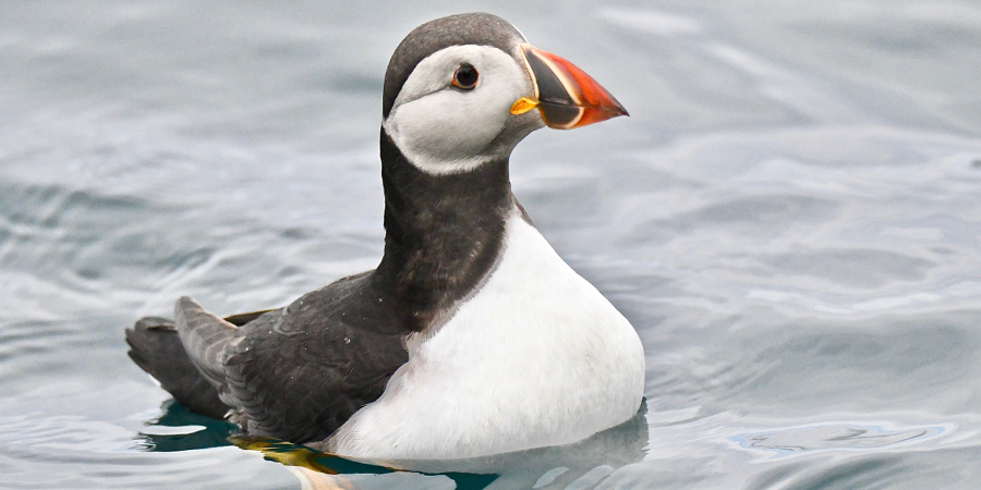 Safari on Stornoway: A Day of Adventure and Wildlife